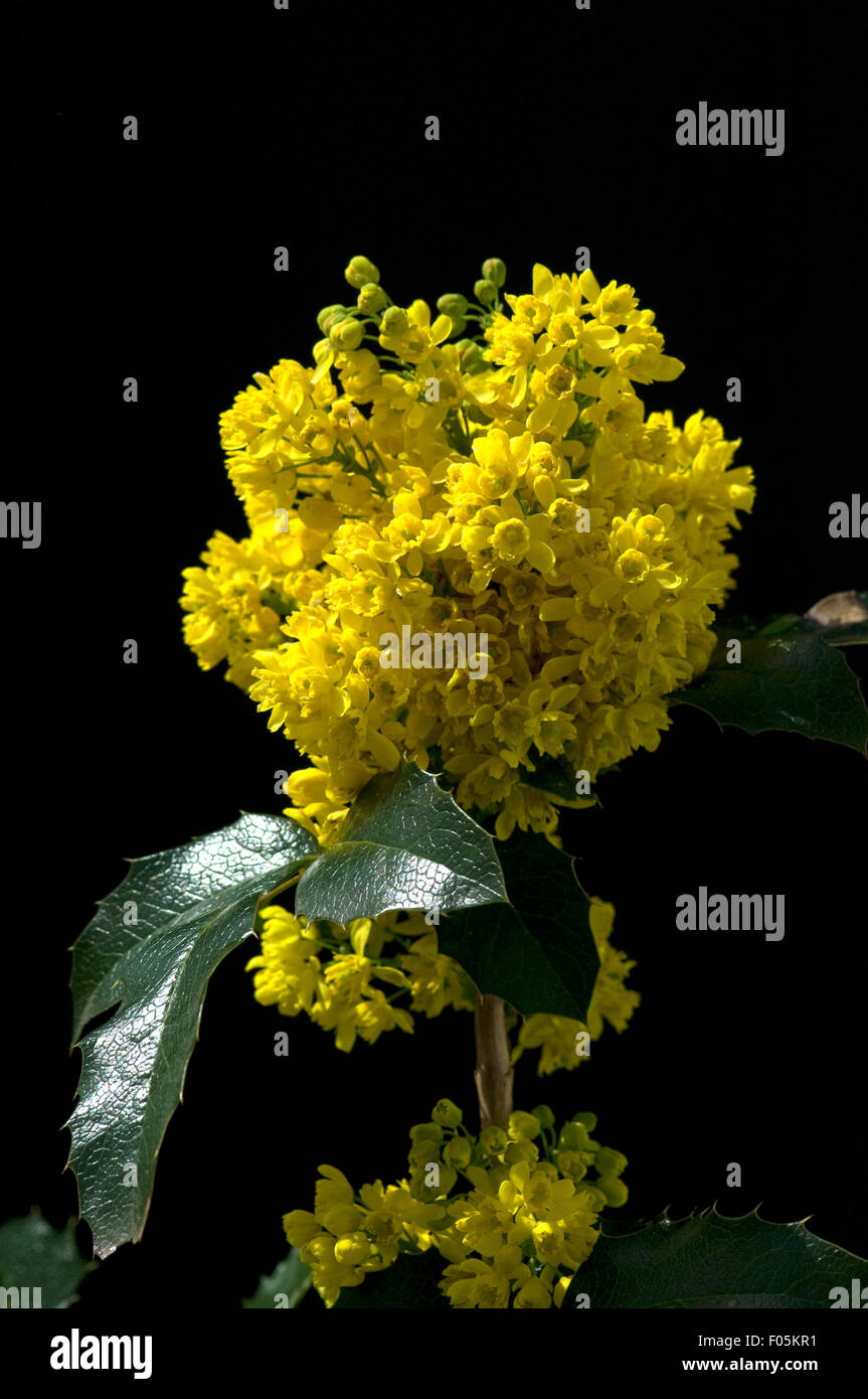 Mahonie mahonia hi-res stock photography and images - Alamy