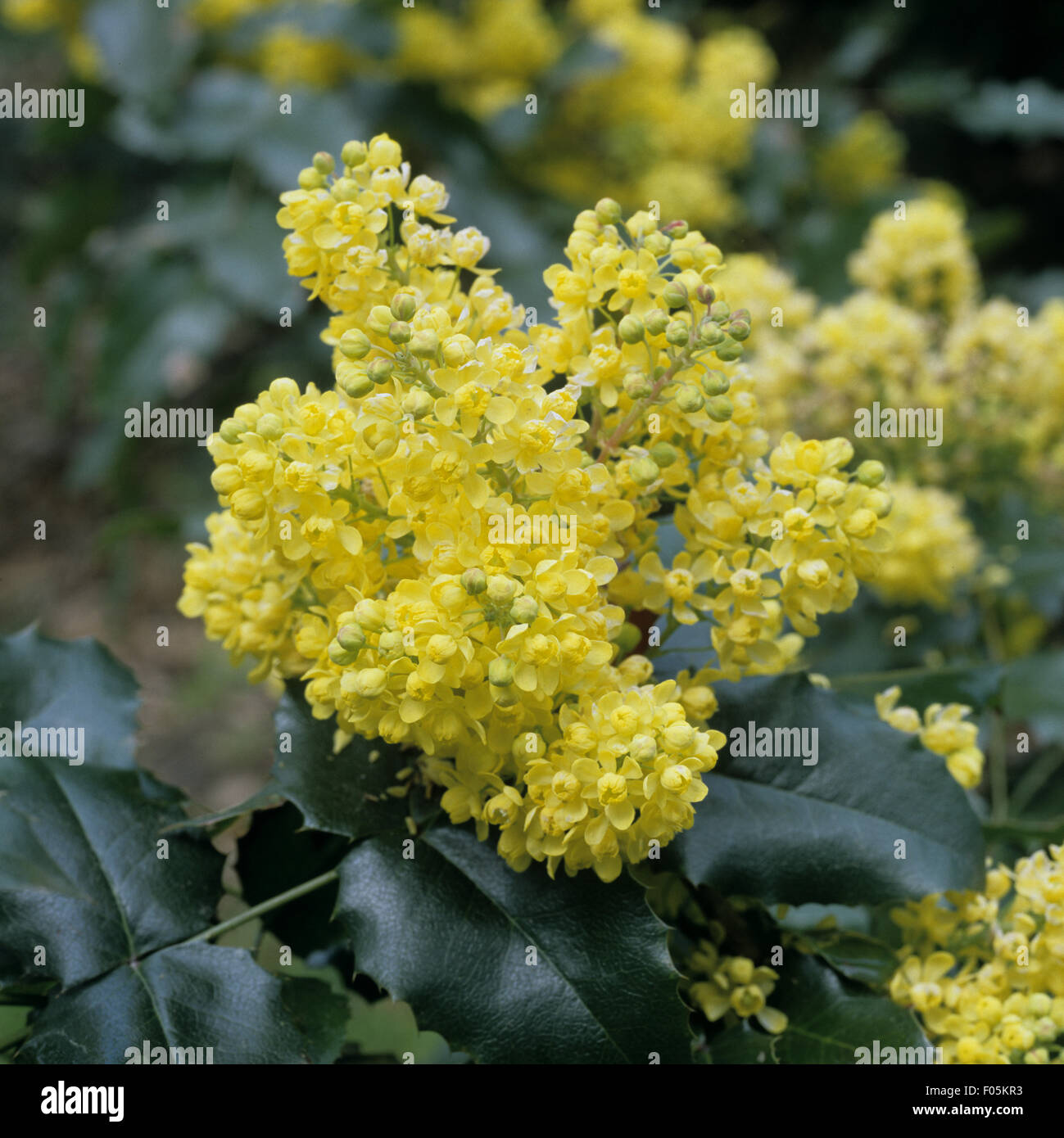 Mahonias hi-res stock photography and images - Alamy