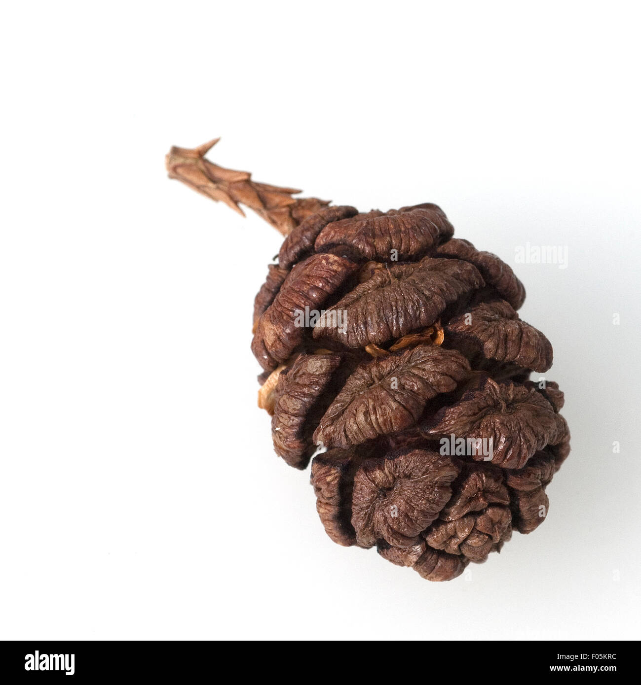 Mammutbaum, Samen, Zapfen, Sequoiadendron Stock Photo - Alamy
