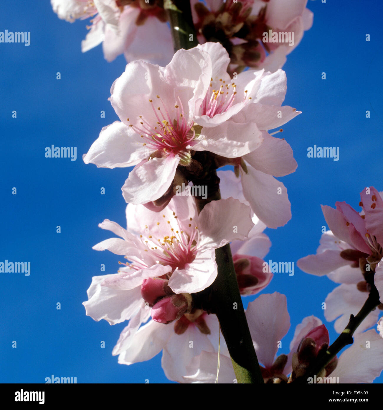 Mandelbaum hi-res stock photography and images - Alamy