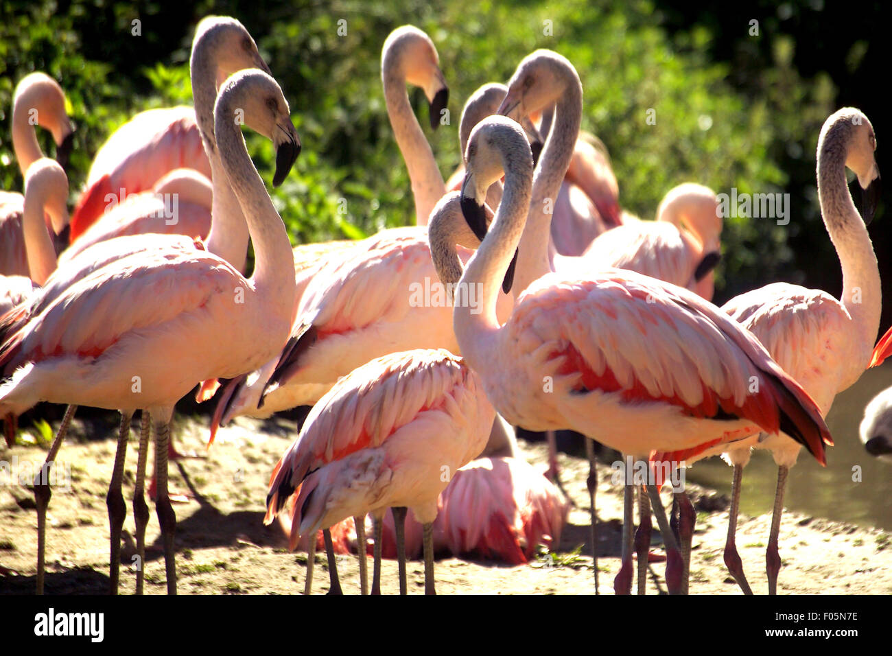Pink flamingos, Washington Wildfowl Trust Stock Photo - Alamy
