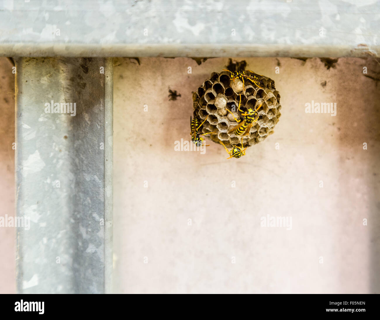 wasps, dangereous little insects - the presence of a hostile and ...