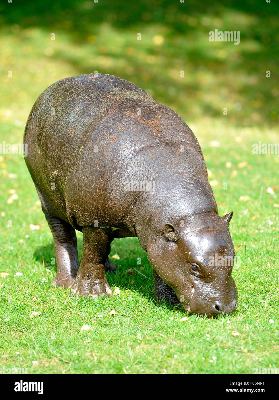 Pygmy hippo west africa hi-res stock photography and images - Alamy