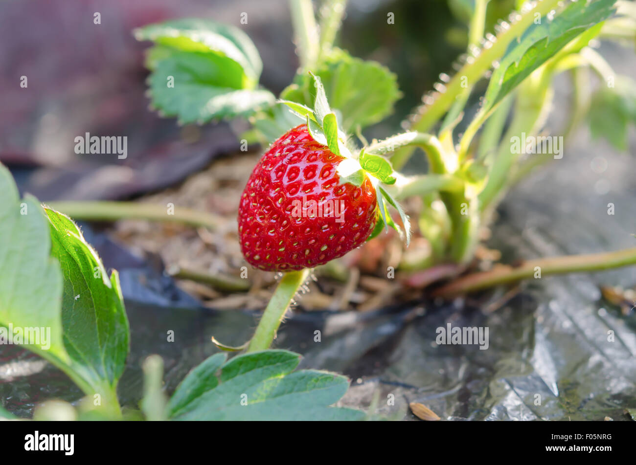 fresh Strawberry plants already ripe to harvest Stock Photo - Alamy