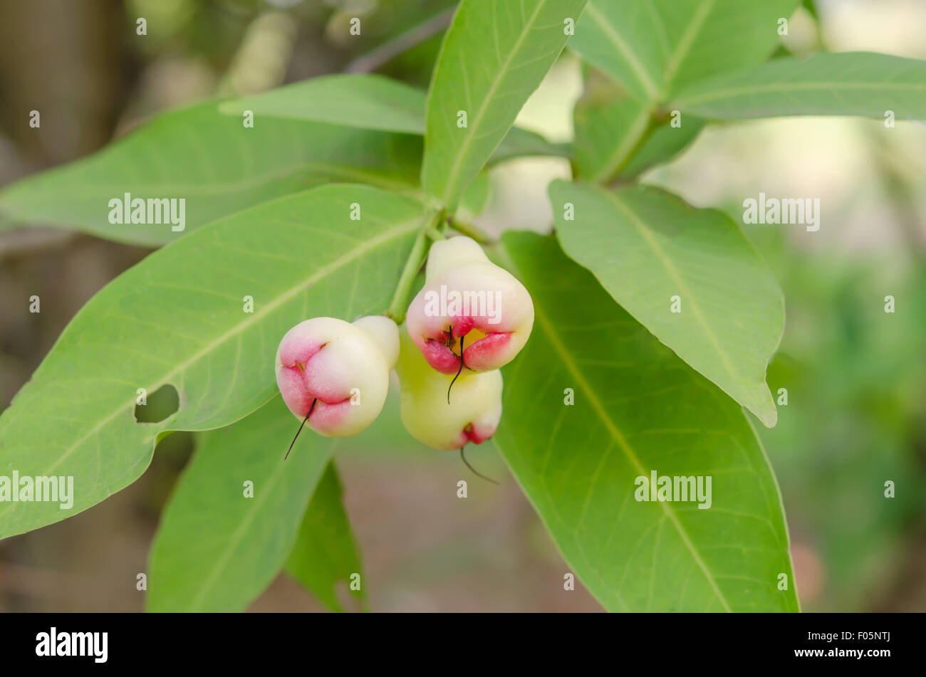 Rose apple tree hi-res stock photography and images - Alamy