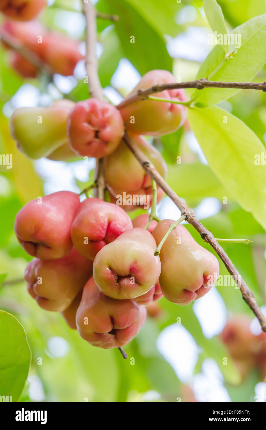 Asian apples tree hi-res stock photography and images - Alamy