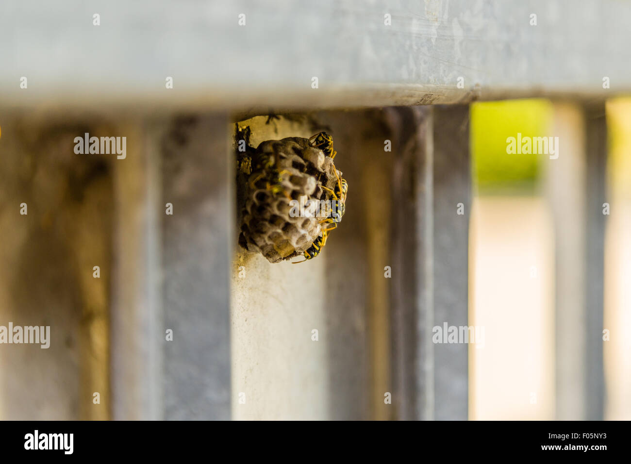 wasps, dangereous little insects - the presence of a hostile and ...