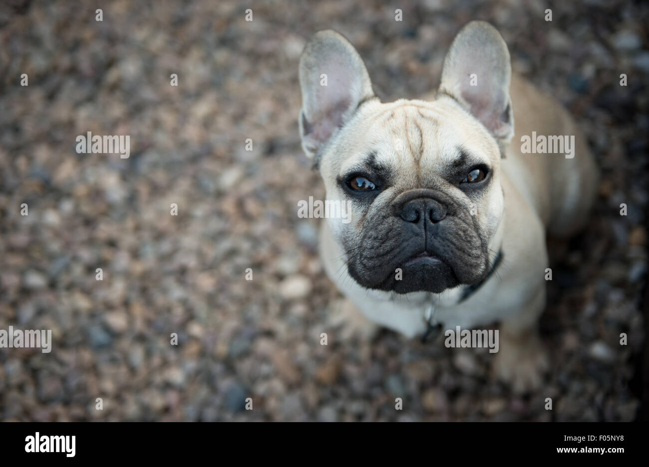 Young Male French Bulldog Stock Photo - Alamy