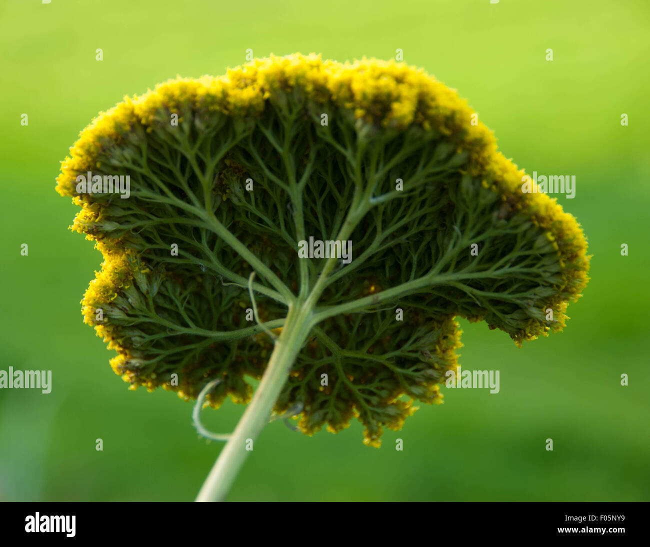 Yarrow Achillea Ageratum Flower Head Stock Photo - Alamy