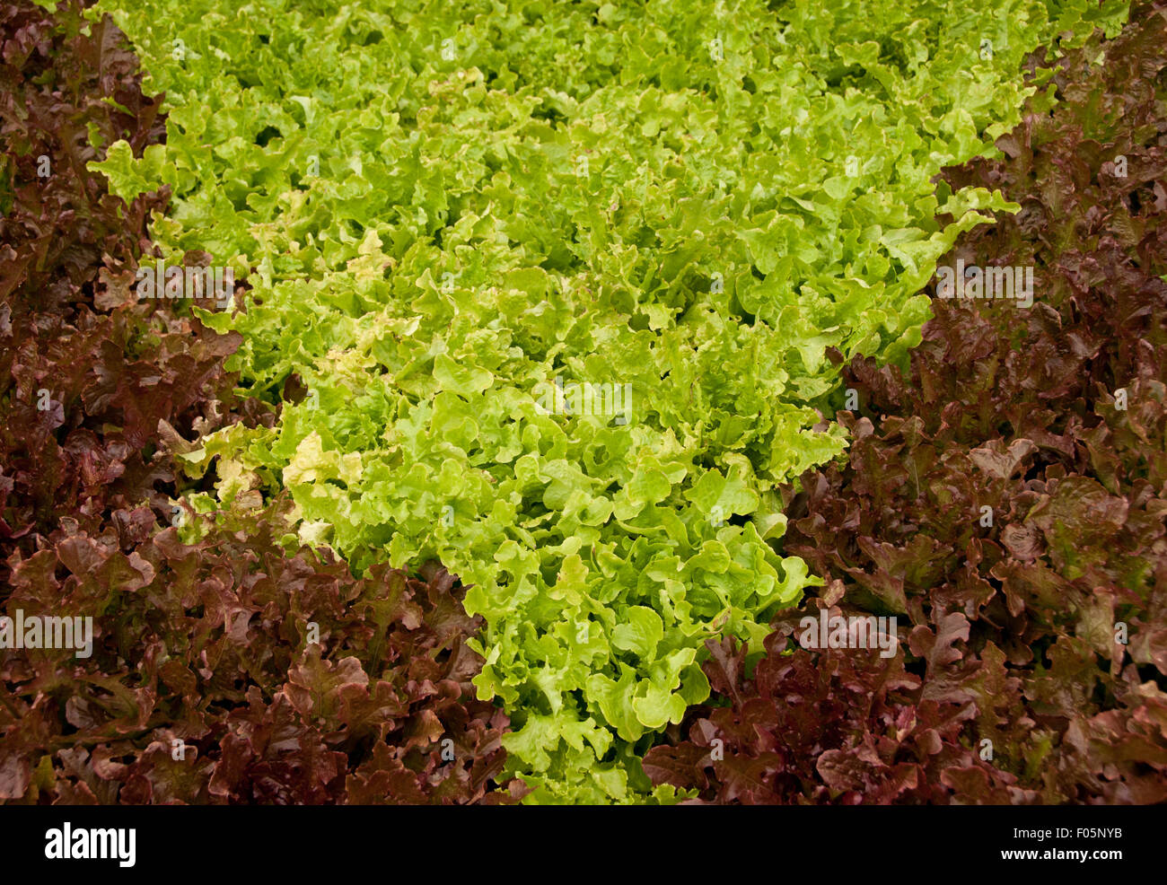 Red and Green Lettuce Pattern Stock Photo - Alamy