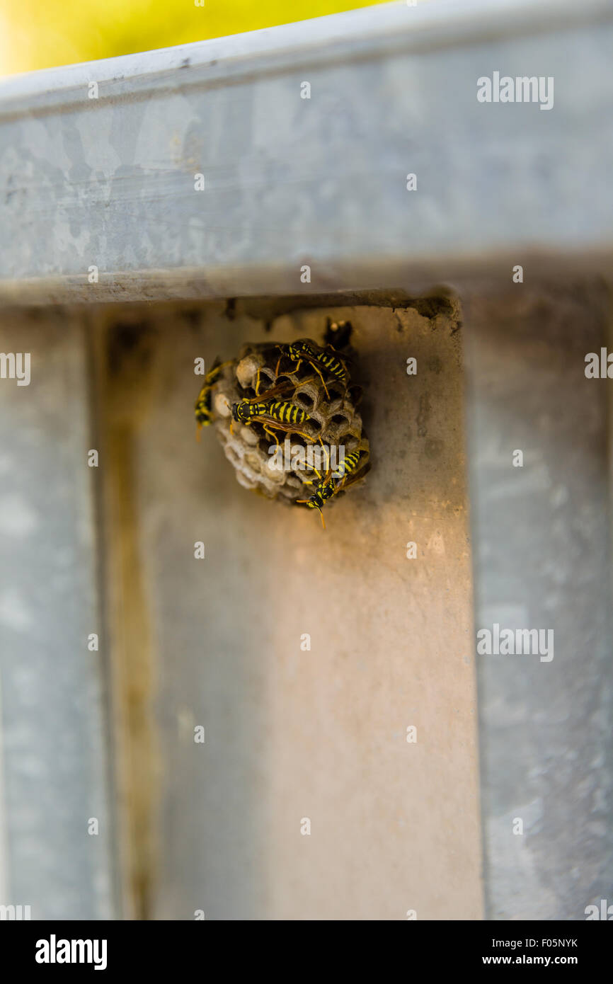 wasps, dangereous little insects - the presence of a hostile and ...