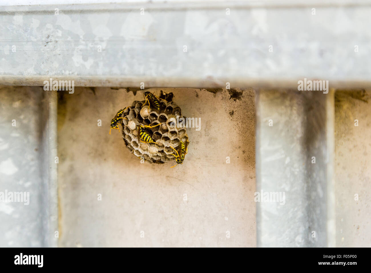 wasps, dangereous little insects - the presence of a hostile and ...