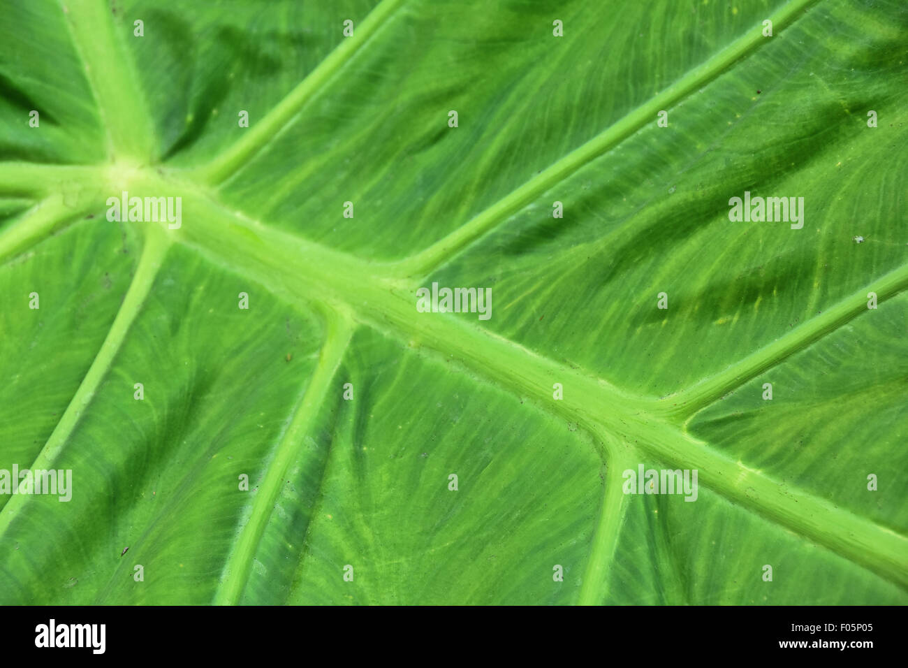 Extreme close up of a bright green elephant ear leaf Stock Photo - Alamy