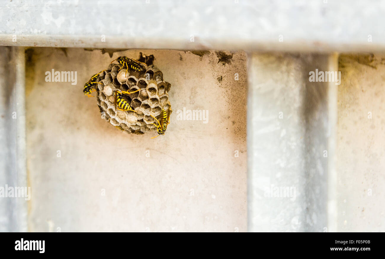 wasps, dangereous little insects - the presence of a hostile and ...