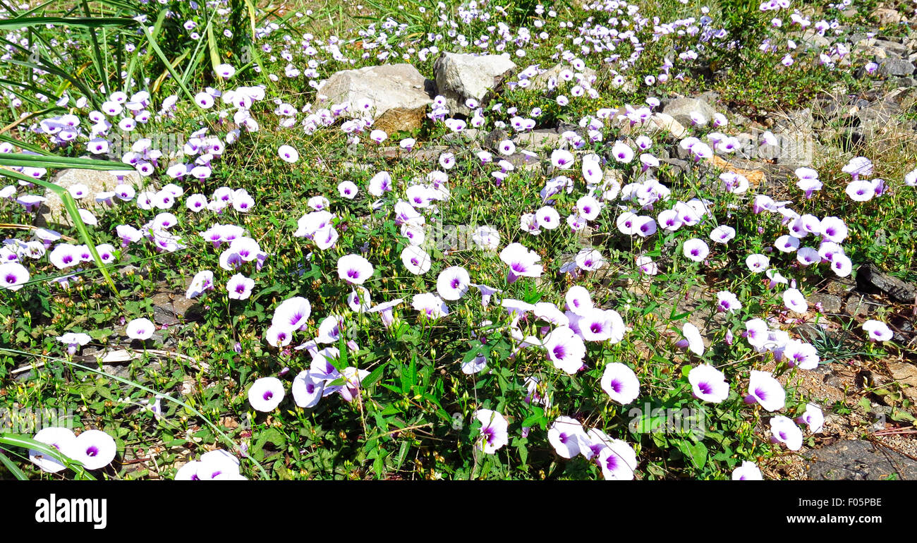 Bed of wild flowers in a natural meadow Stock Photo - Alamy