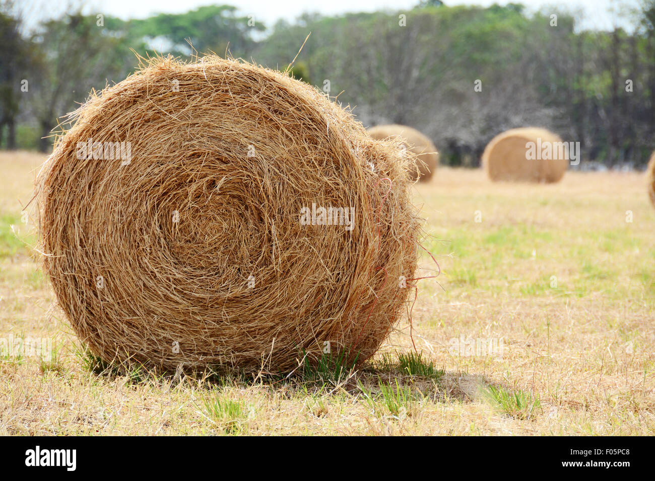 Big hay bale in a harvesting field Stock Photo - Alamy