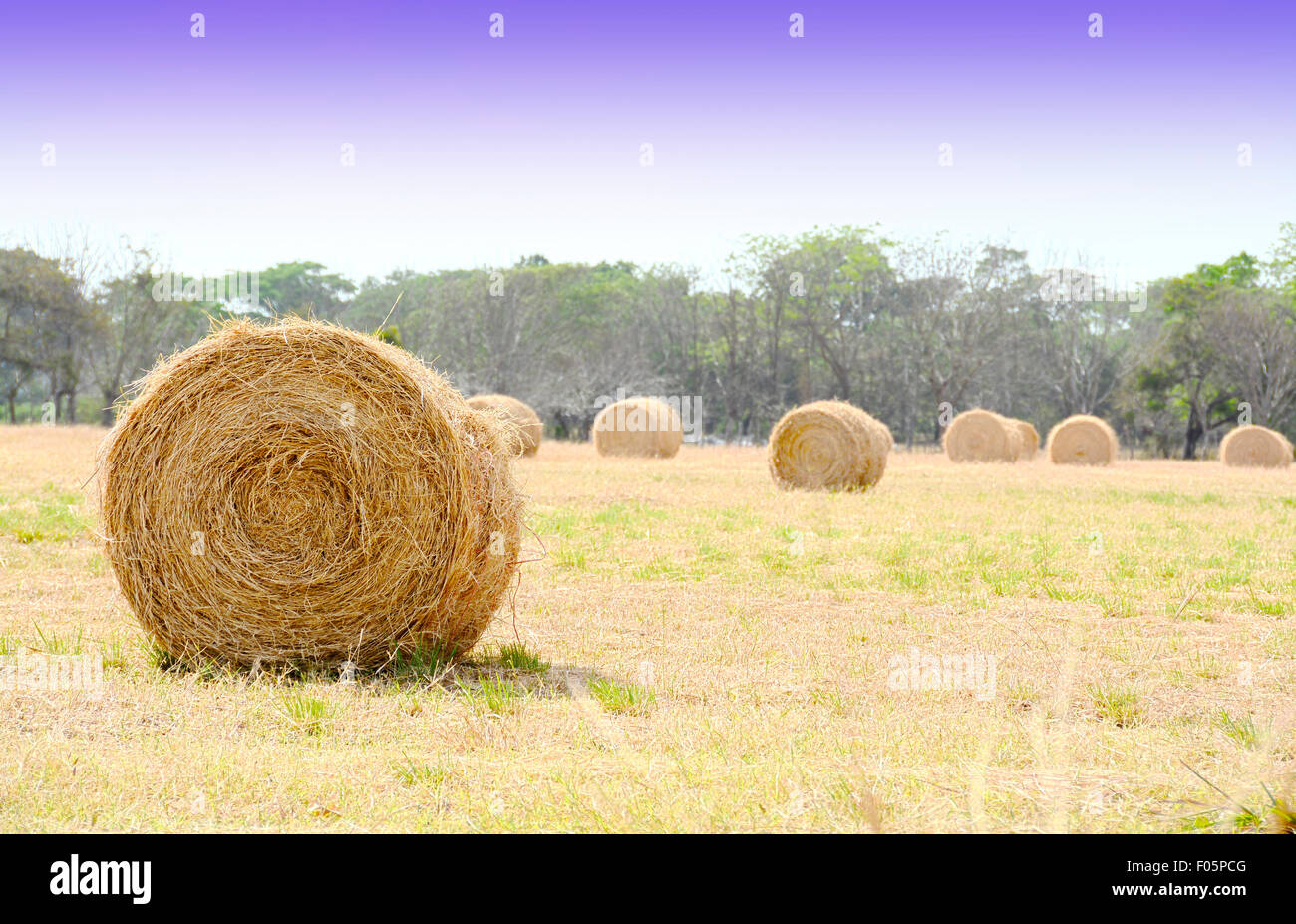 Beautiful harvest field with hay bales and a bright blue sky Stock ...