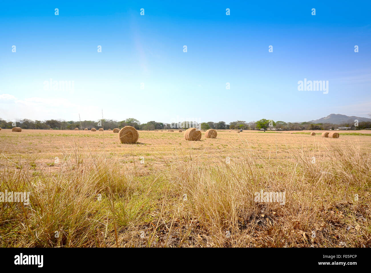 Wide angle shot of a a field with bales of hay and a blue sky Stock ...