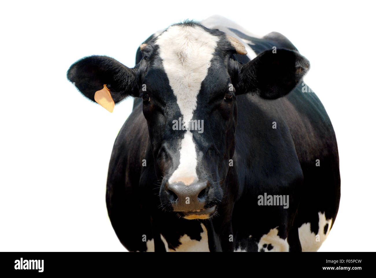 Close up of a healthy holstein cow isolated on white Stock Photo - Alamy