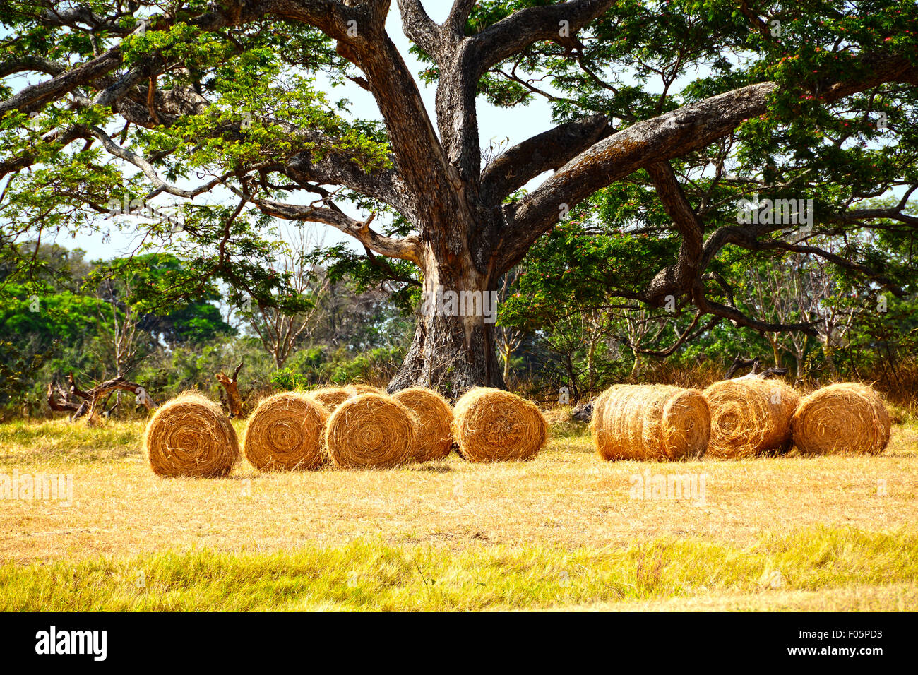 Plant under tree hi-res stock photography and images - Alamy