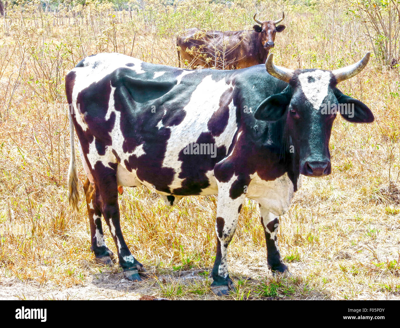 Two milk cows in the middle of a pasture field Stock Photo - Alamy