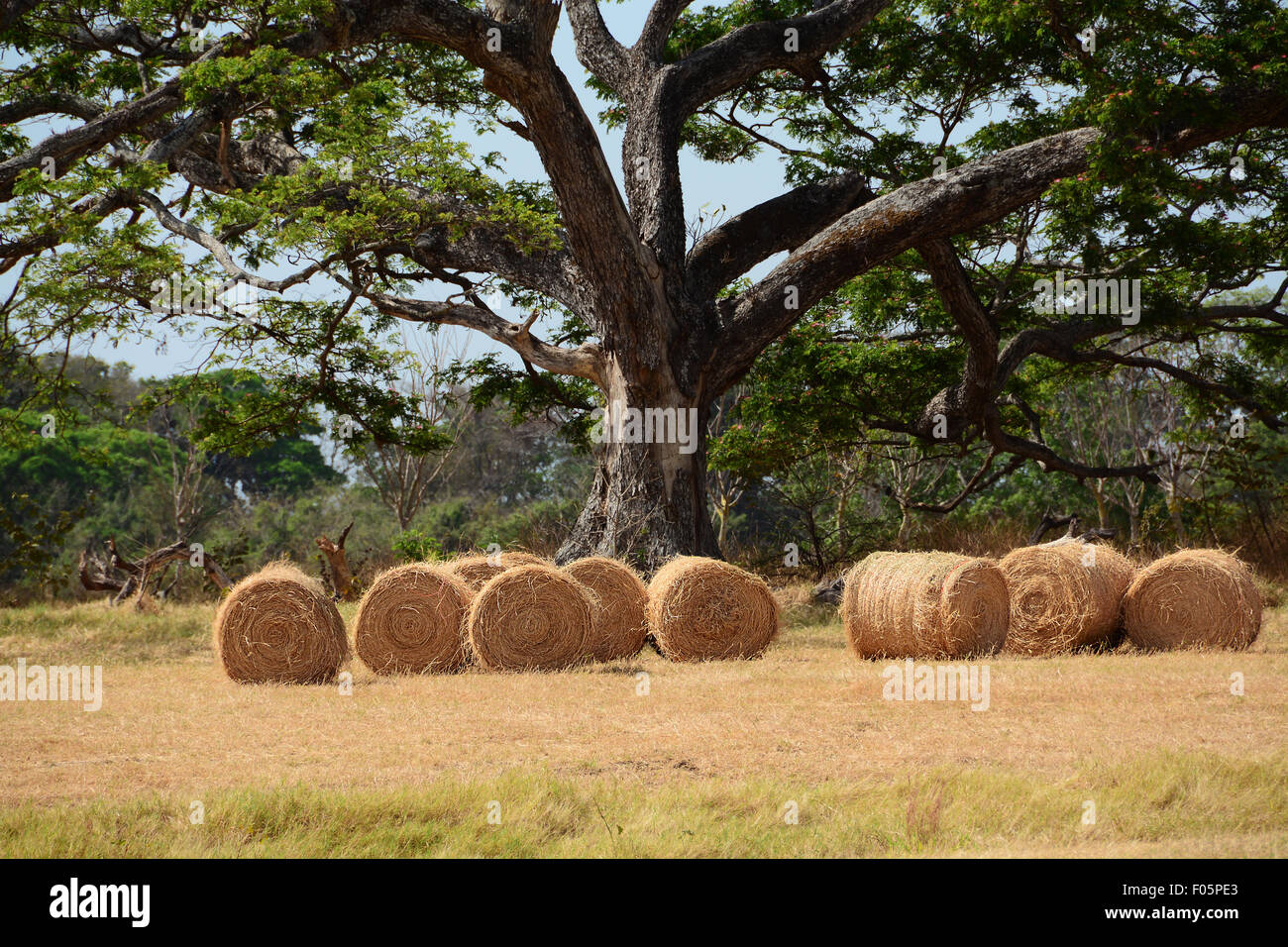Hay bales below a huge tree in a farm field Stock Photo - Alamy