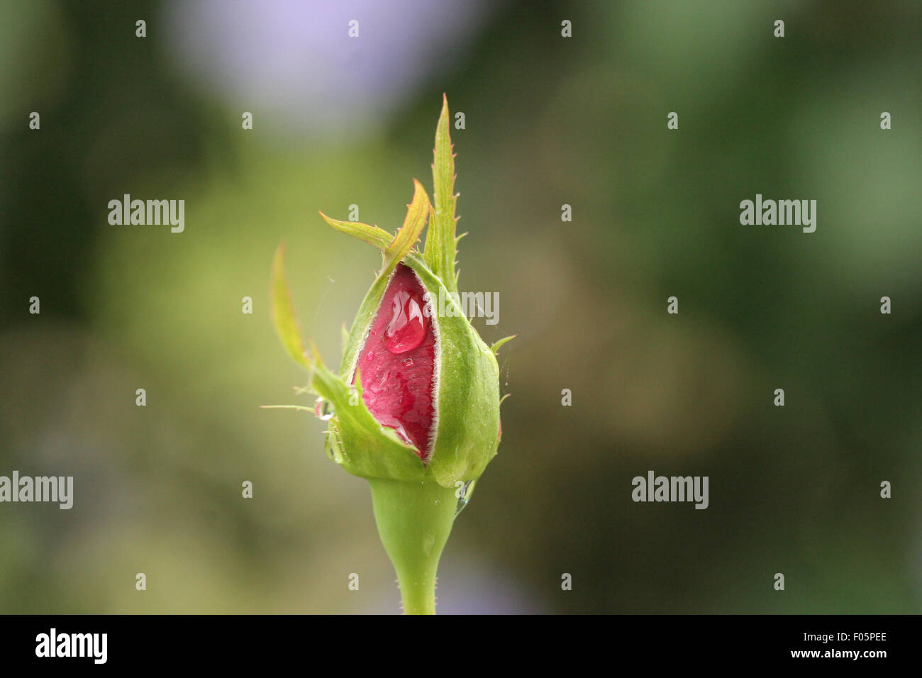Close up of a red rose bud with a single water drop Stock Photo - Alamy
