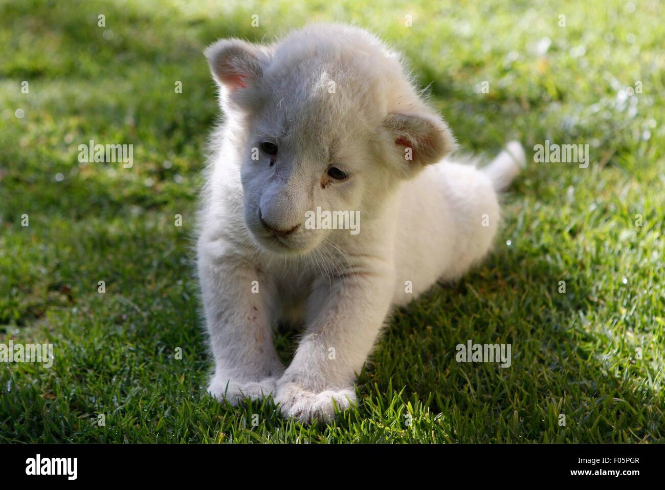 Puebla, Mexico. 7th Aug, 2015. A lion cub plays at the Loro Park in ...
