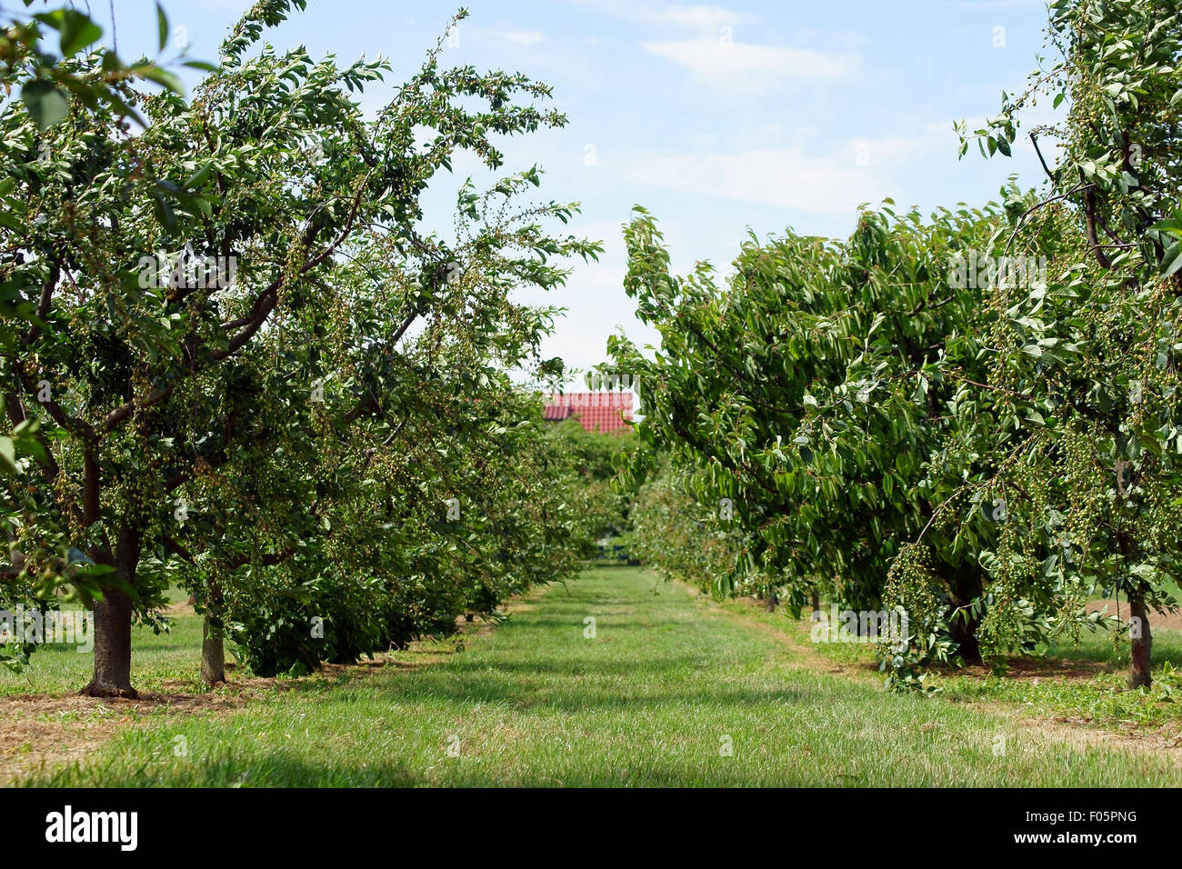 Cherry grove hi-res stock photography and images - Alamy