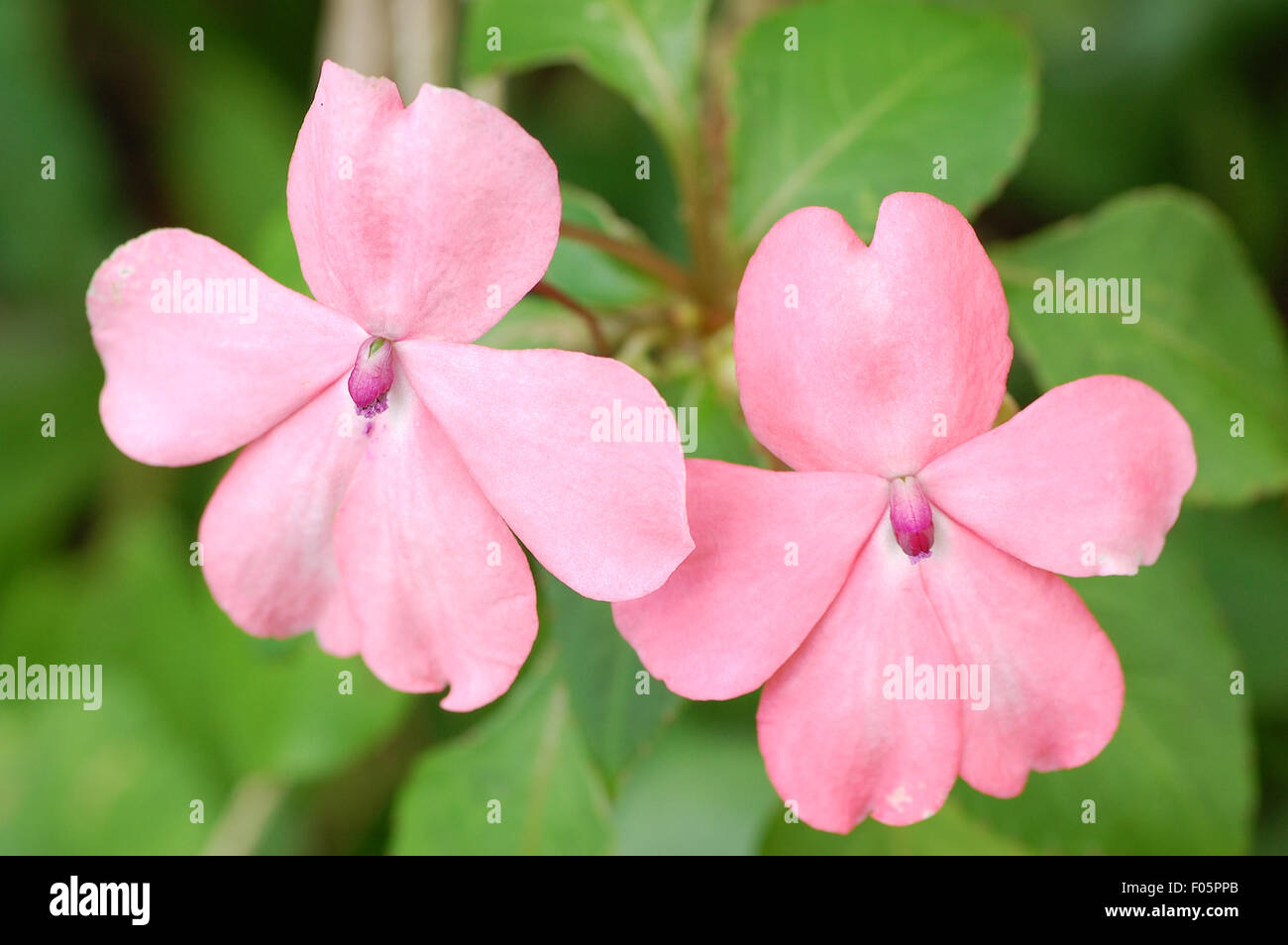 Two wild pink pansies in a rainforest in Panama Stock Photo - Alamy