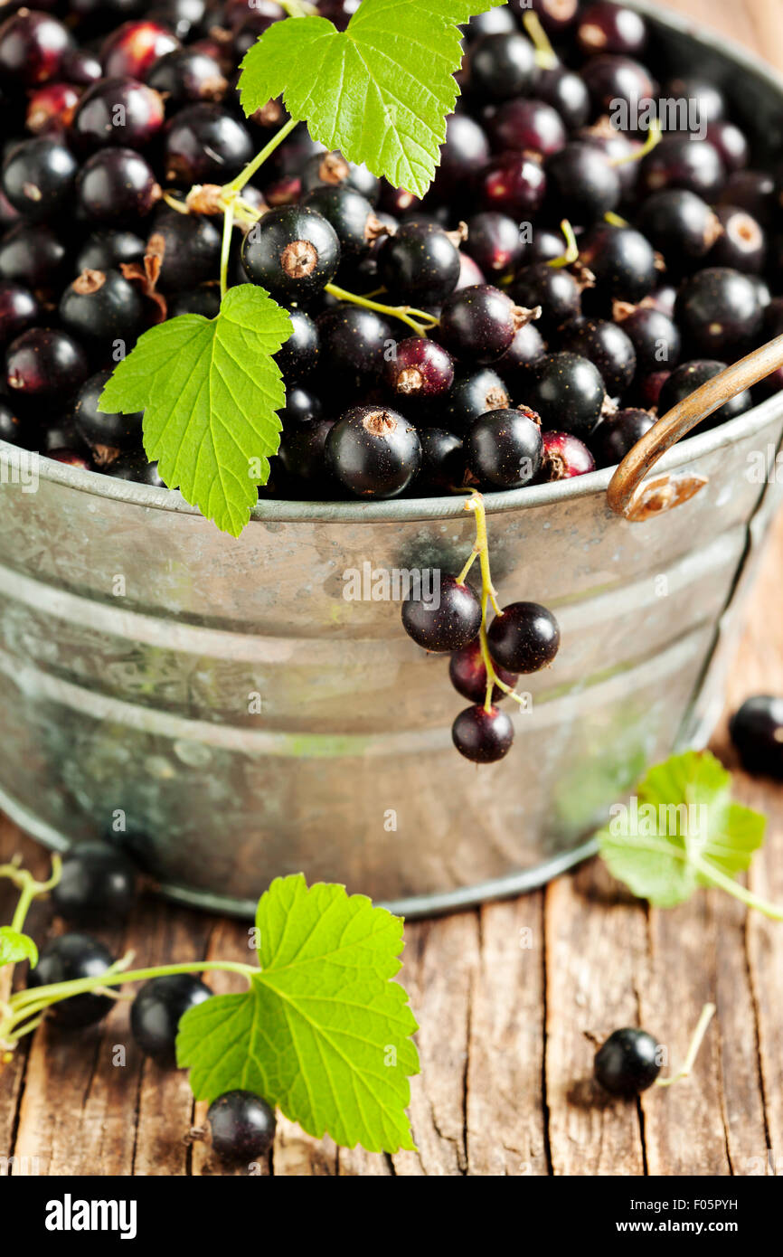 Blackcurrant with leaves hi-res stock photography and images - Alamy