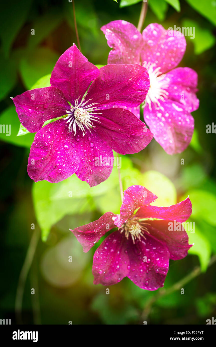 Summer garden flowers after rain Stock Photo - Alamy