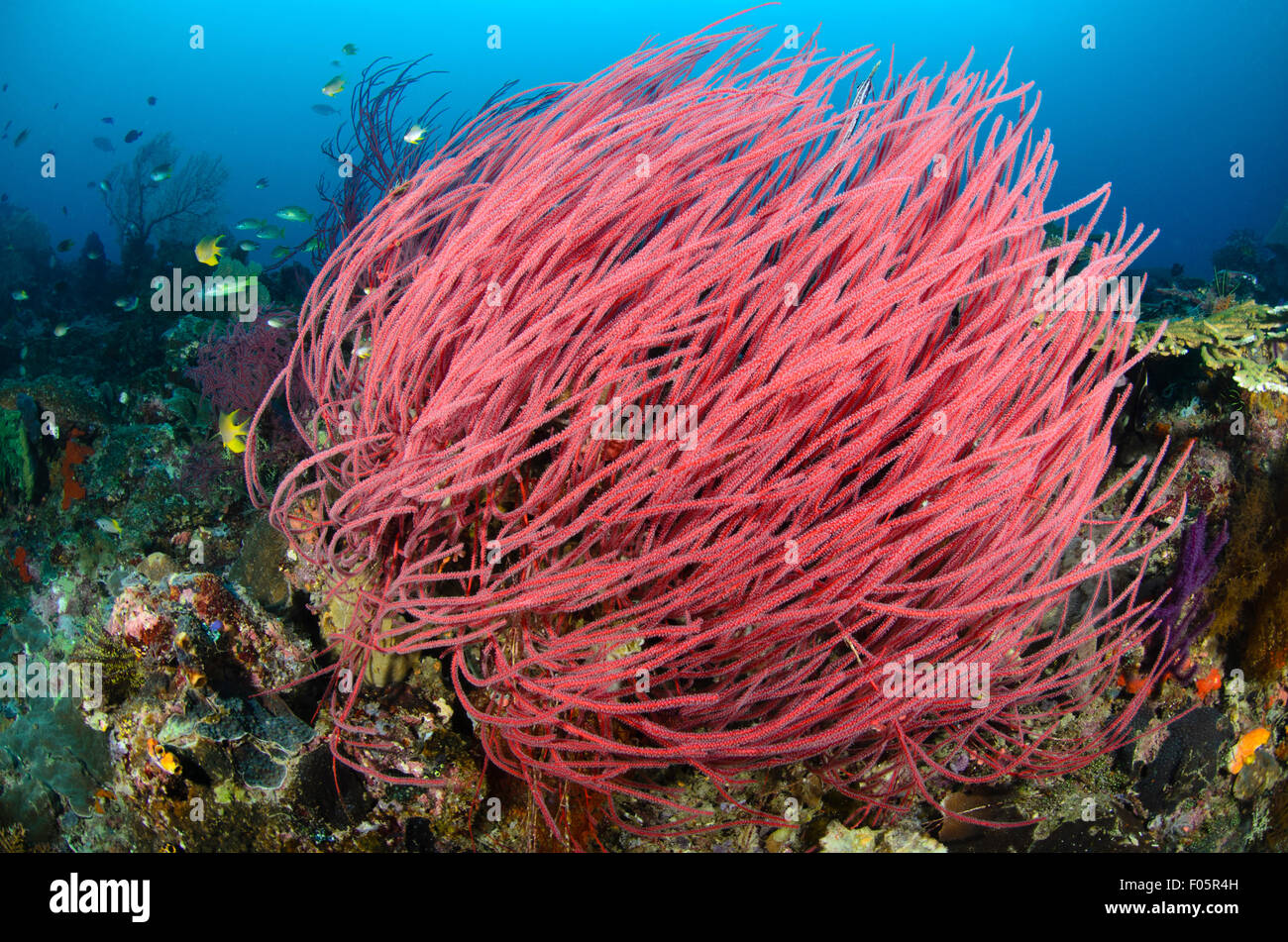 Red sea whips, Menella sp., and tropical fish, Raja Ampat, Indonesia ...