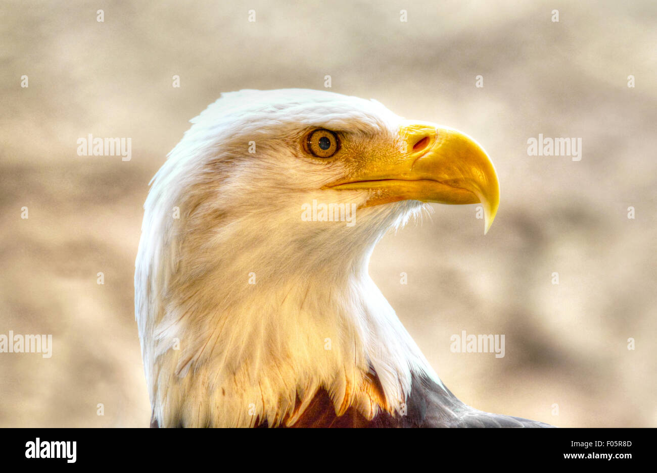 Bald eagle head profile hi-res stock photography and images - Alamy