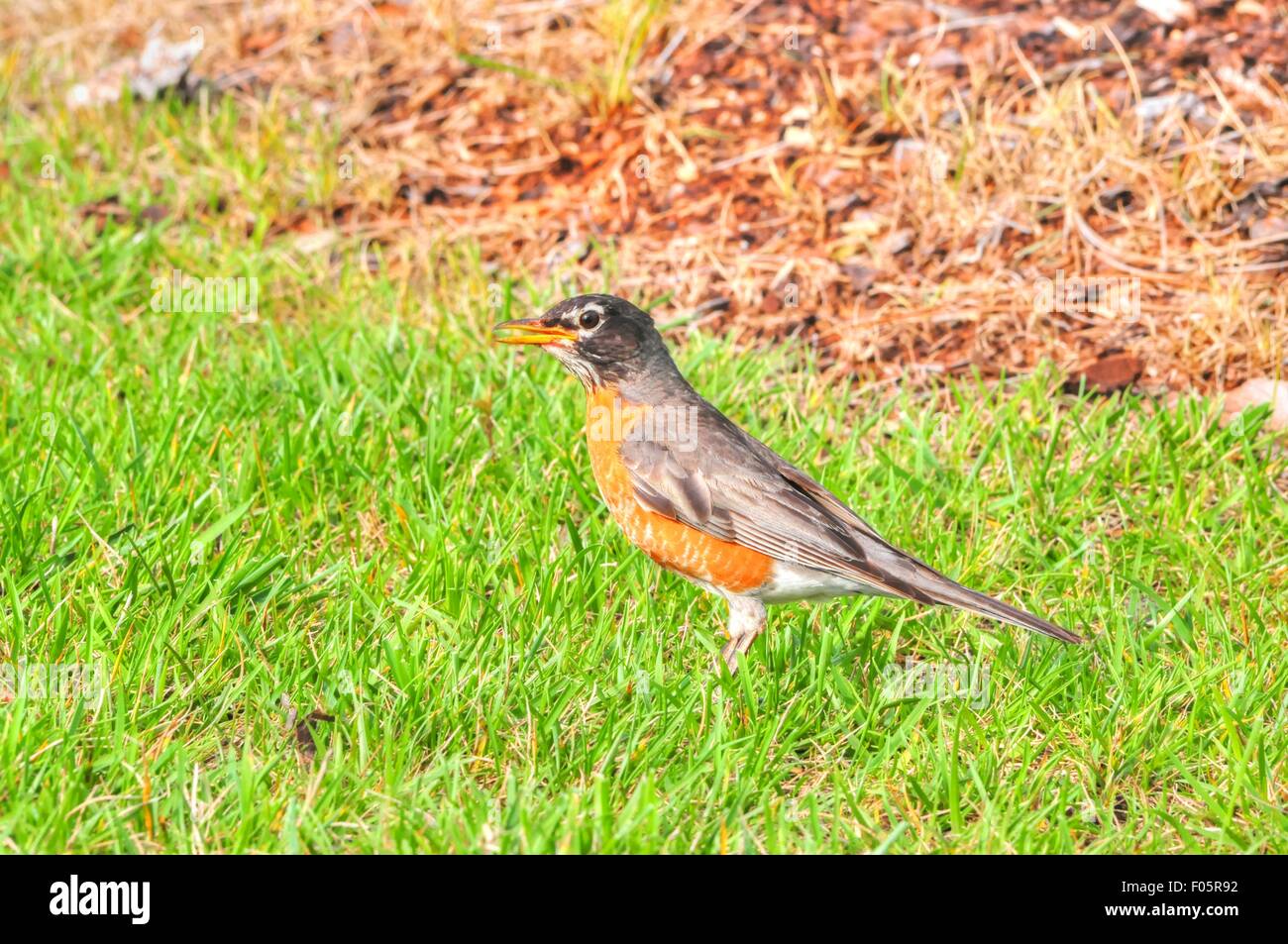 American Robin looking for insects in the green grass Stock Photo - Alamy