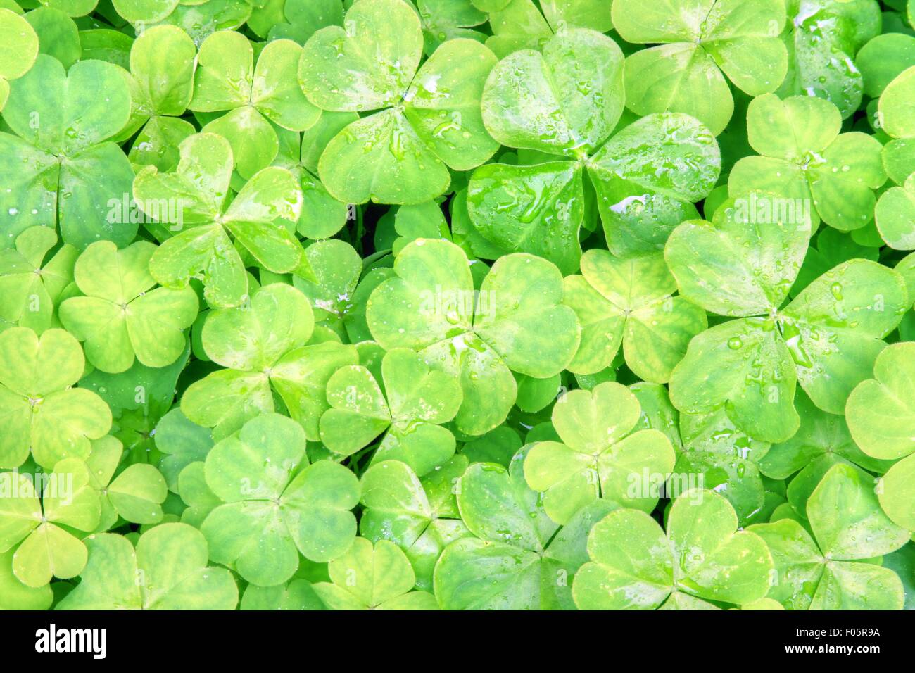 Three leafed clover hi-res stock photography and images - Alamy