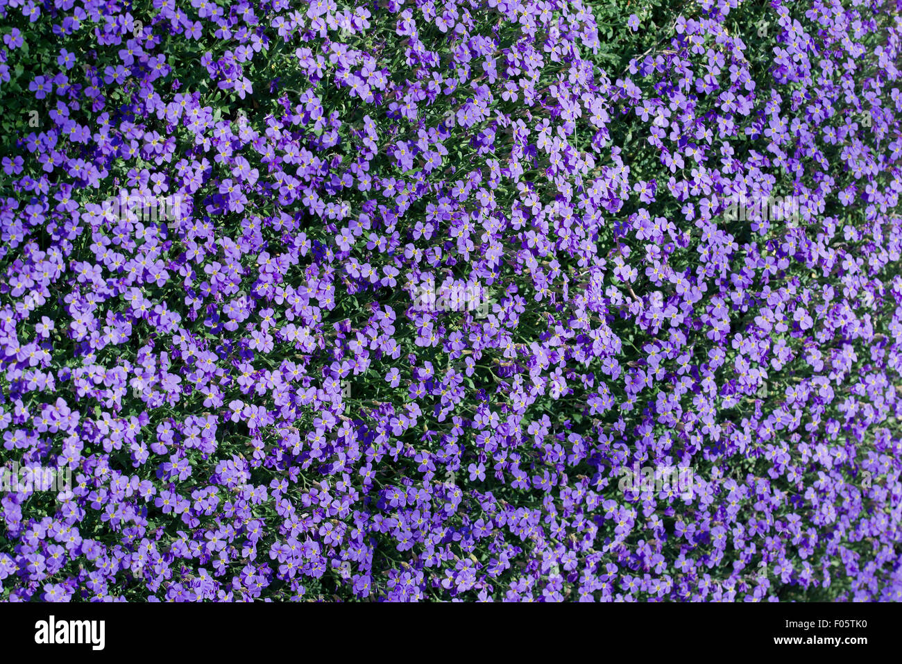 Lobelia hi-res stock photography and images - Alamy