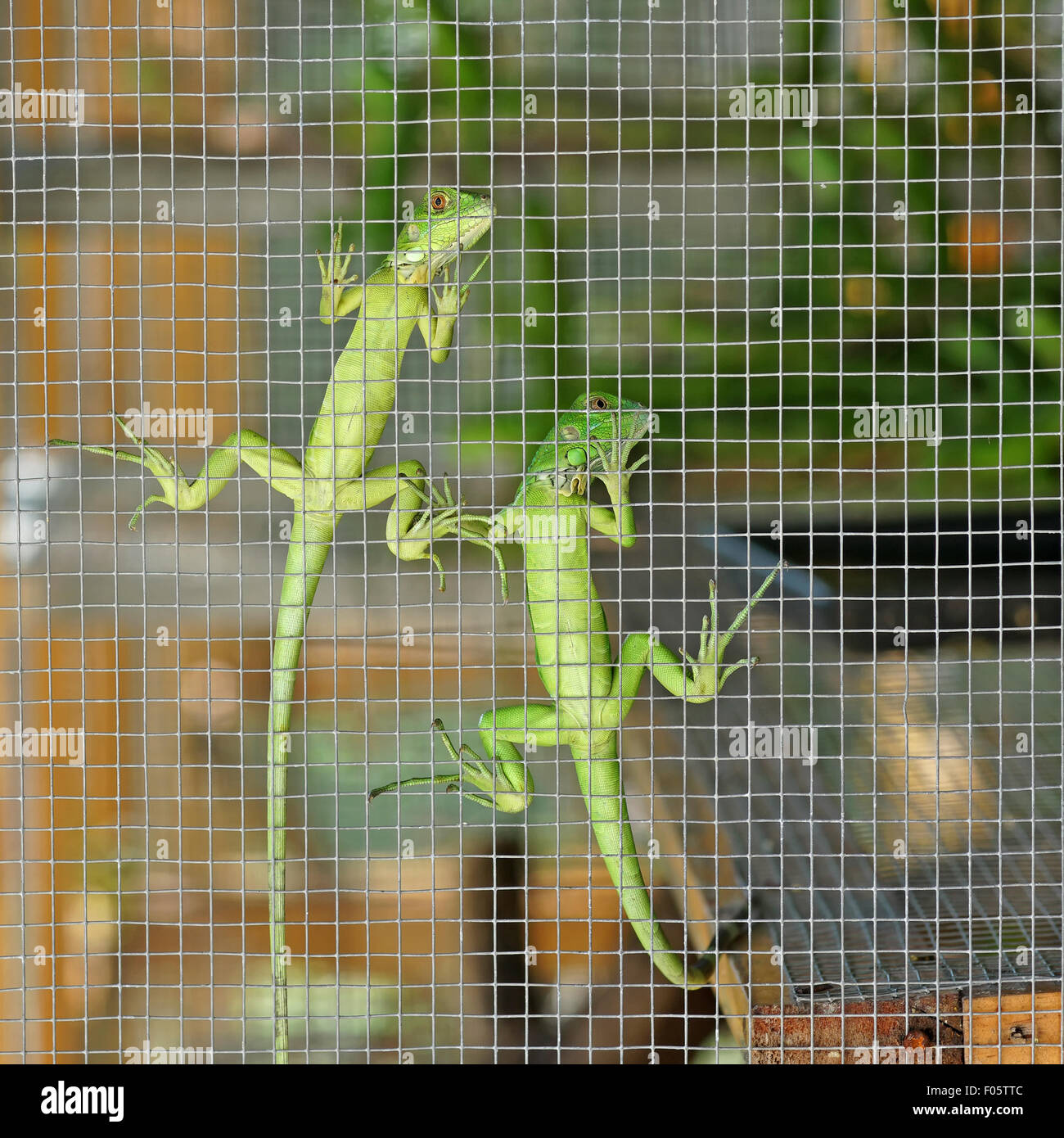 Small iguana hi-res stock photography and images - Alamy