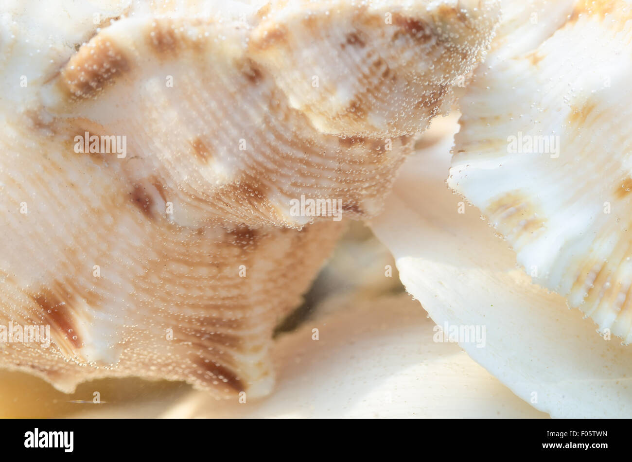 The composition of shells hi-res stock photography and images - Alamy