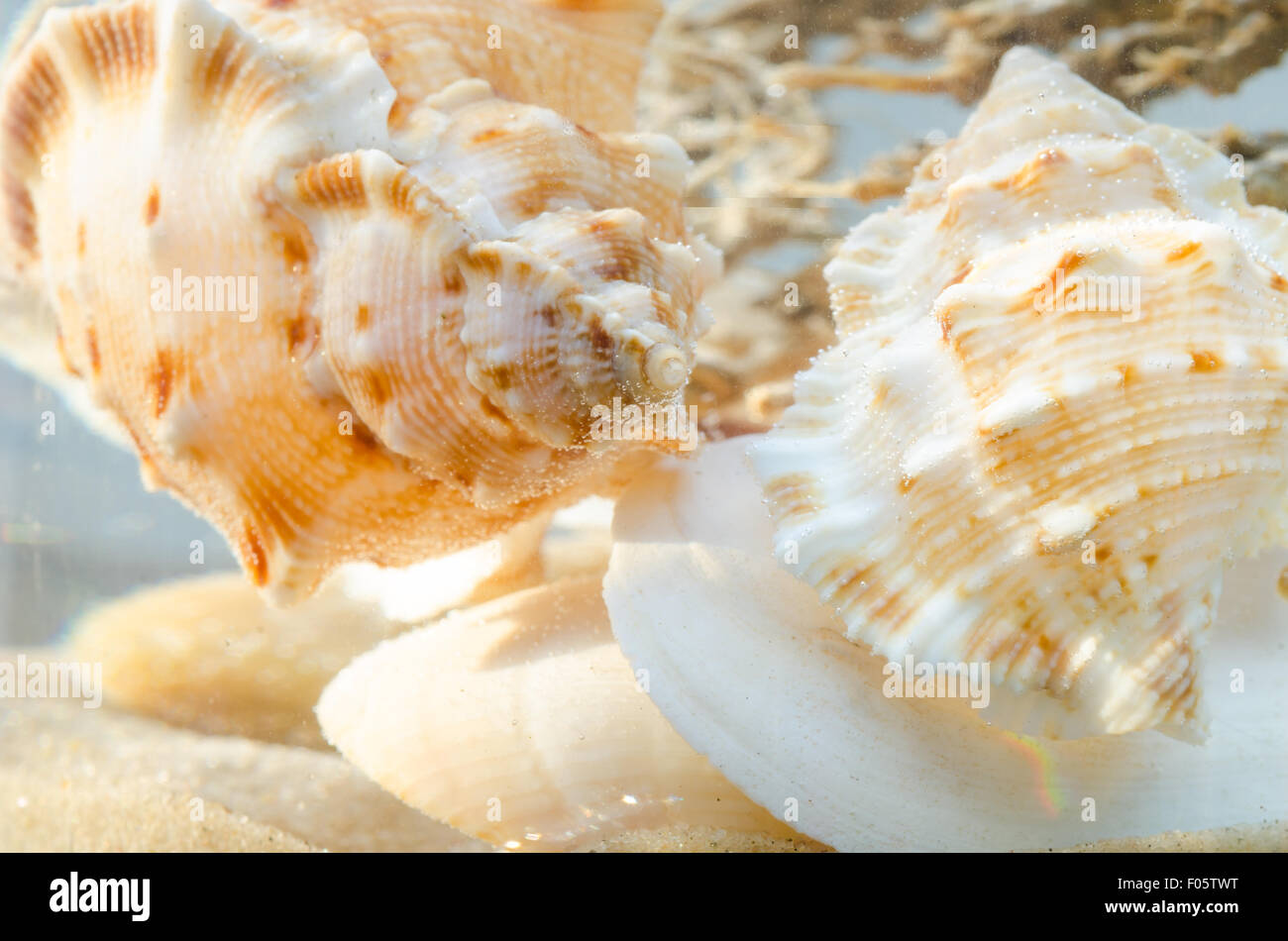closeup to shells composition in aquarium Stock Photo - Alamy