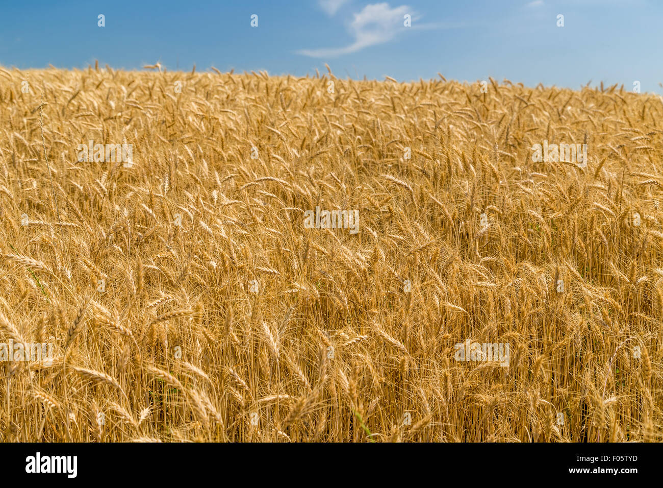 The vibrant yellow and orange colors of wheat fields during spring in ...