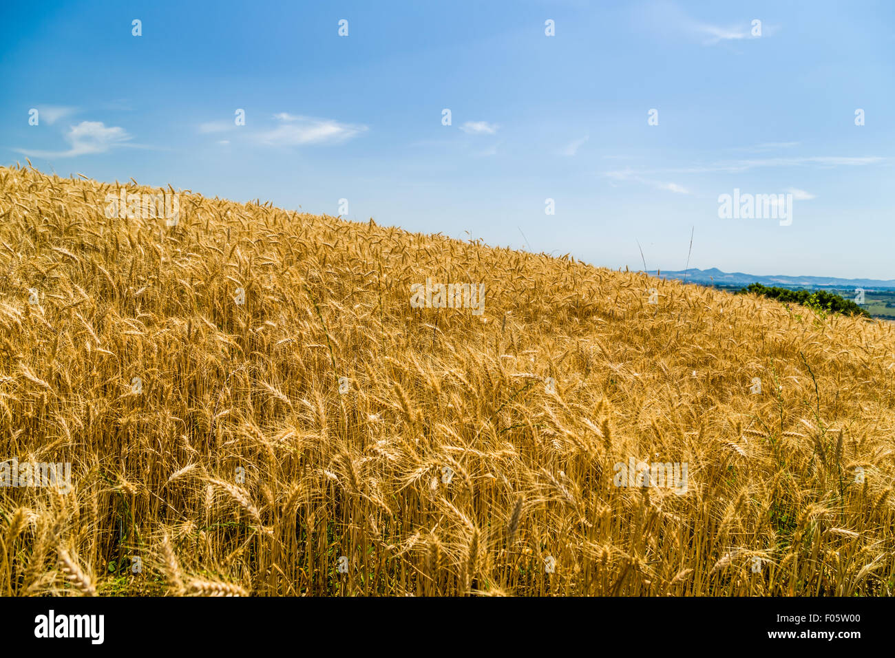The vibrant yellow and orange colors of wheat fields during spring in ...
