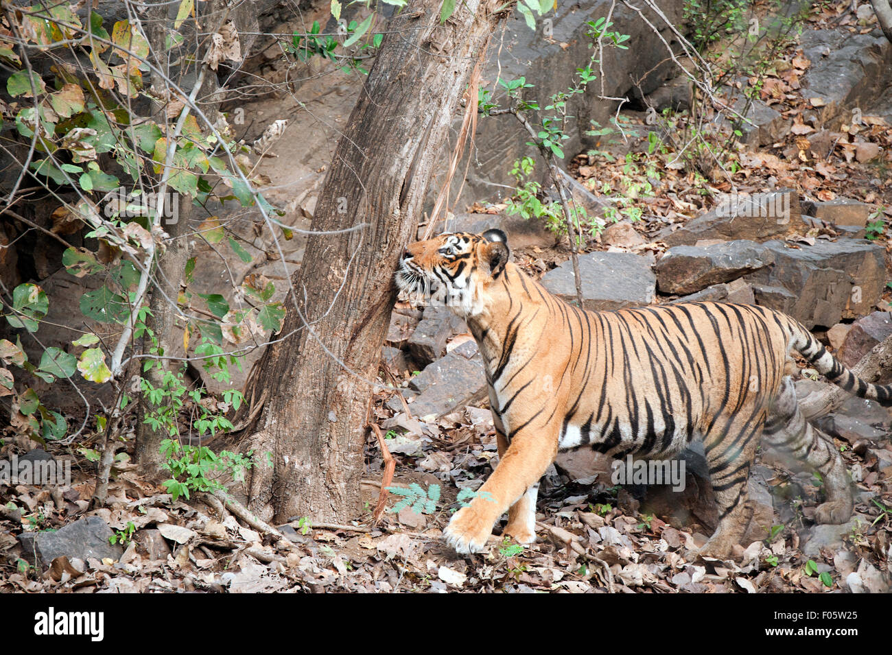 Tiger mammal carnivore male smelling t24 hi-res stock photography and ...
