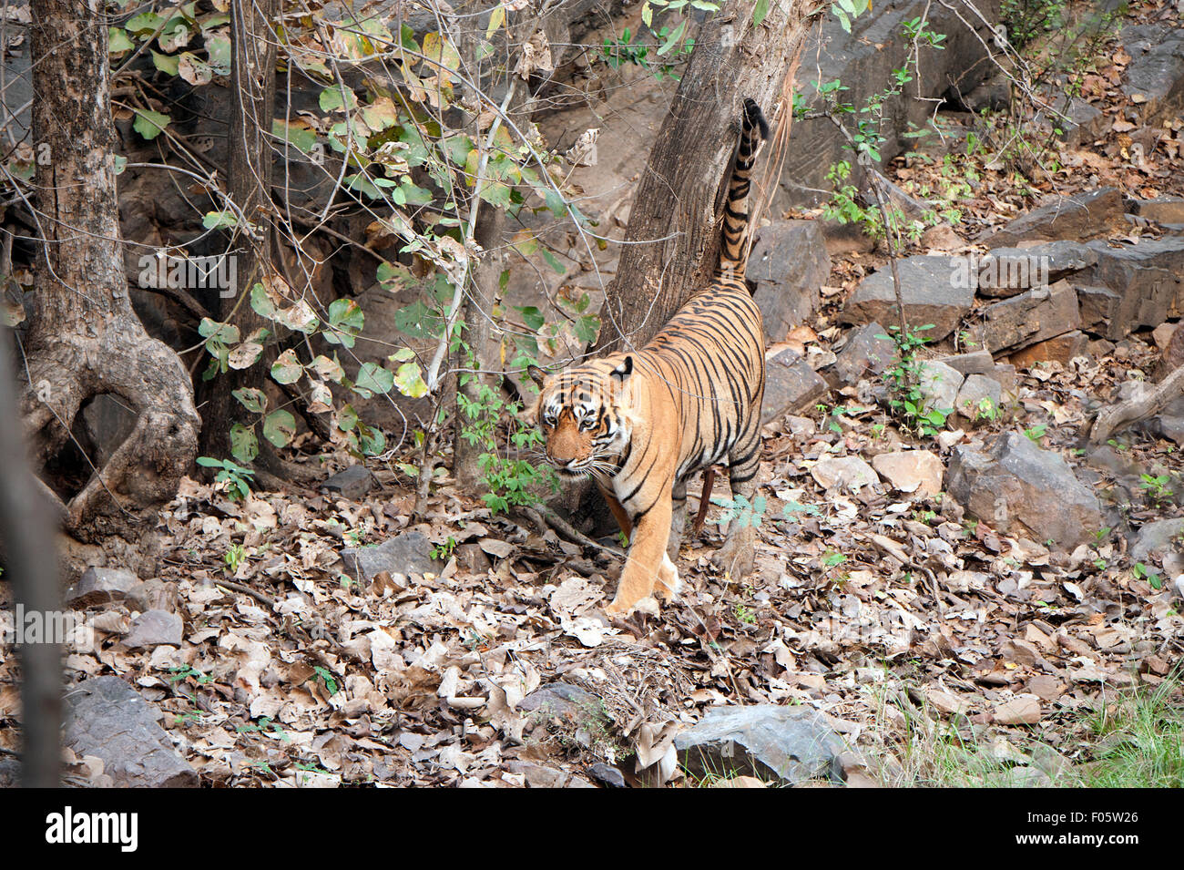 The was taken in Ranthambore national park -India Stock Photo - Alamy