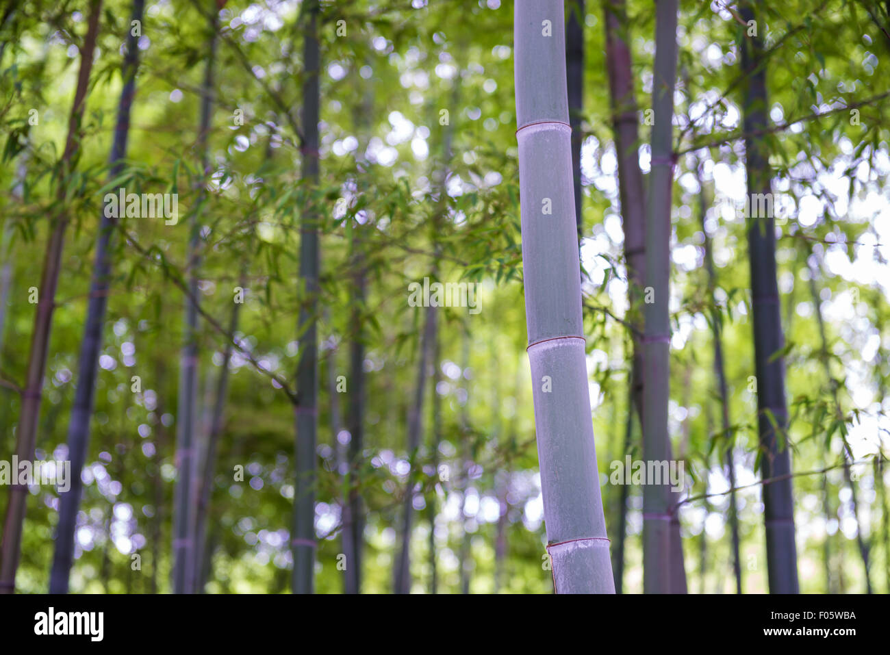 The flourish bamboo forest with glorious morning sunshine Stock Photo ...