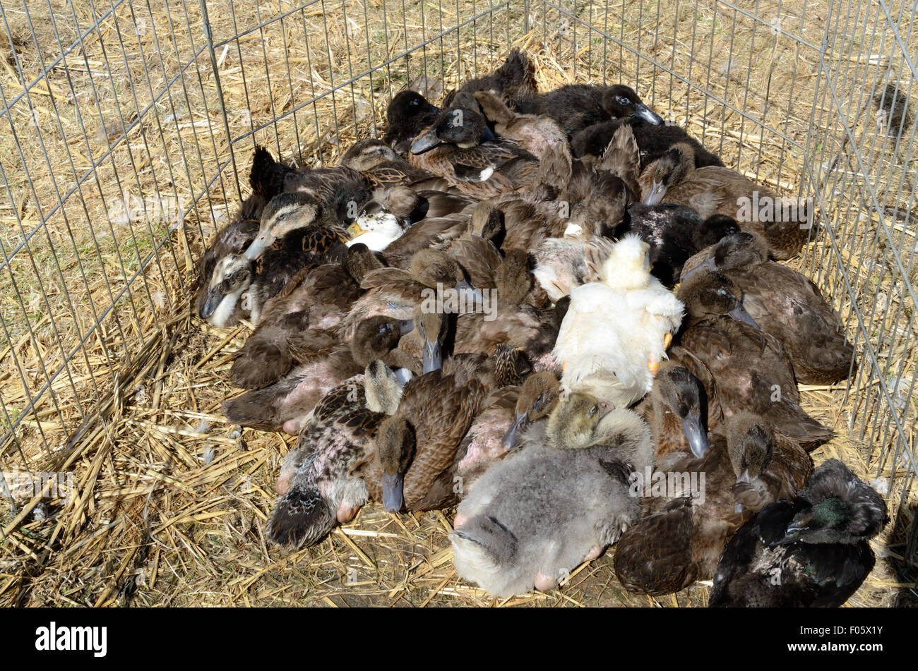 Straw heap hi-res stock photography and images - Alamy