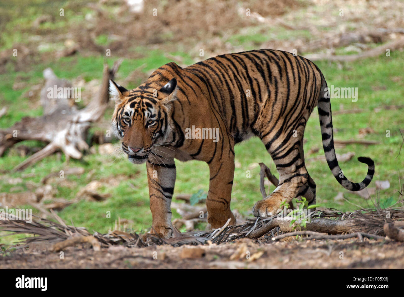 Tiger Walking High Resolution Stock Photography and Images - Alamy
