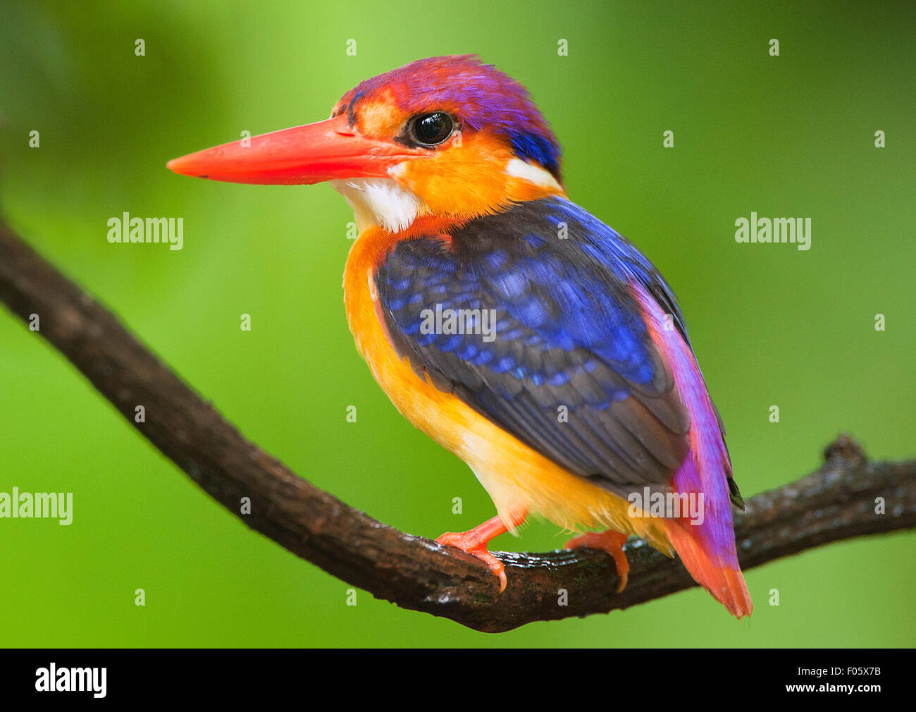 Konkan fauna hi-res stock photography and images - Alamy