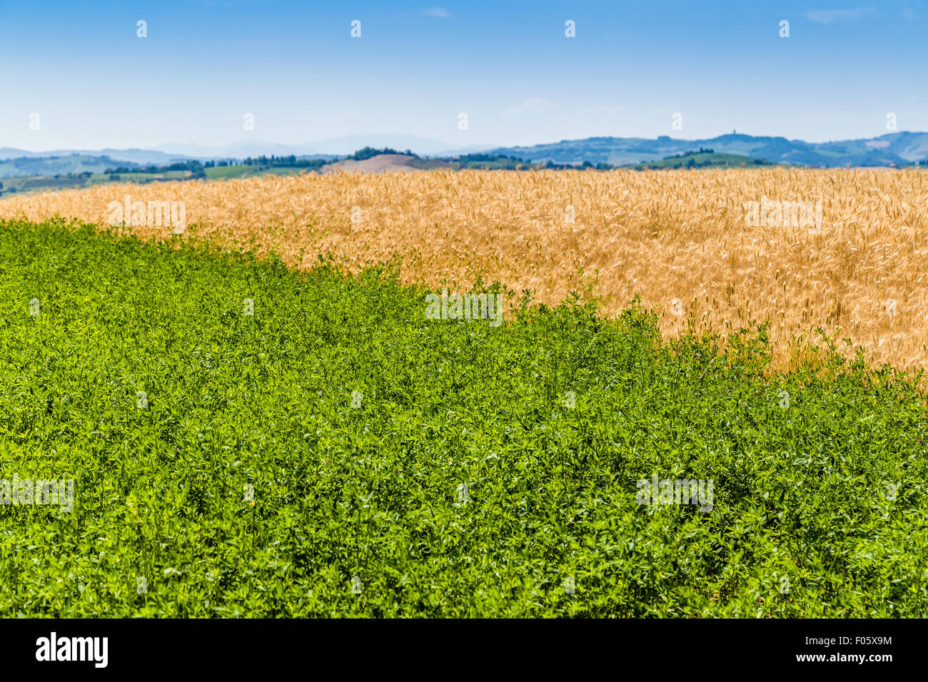 The vibrant yellow and orange colors of wheat fields during spring in ...