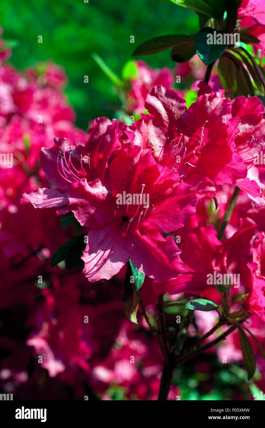 Azaleenblueten; Azaleen; Azalea; Knaphill Stock Photo - Alamy